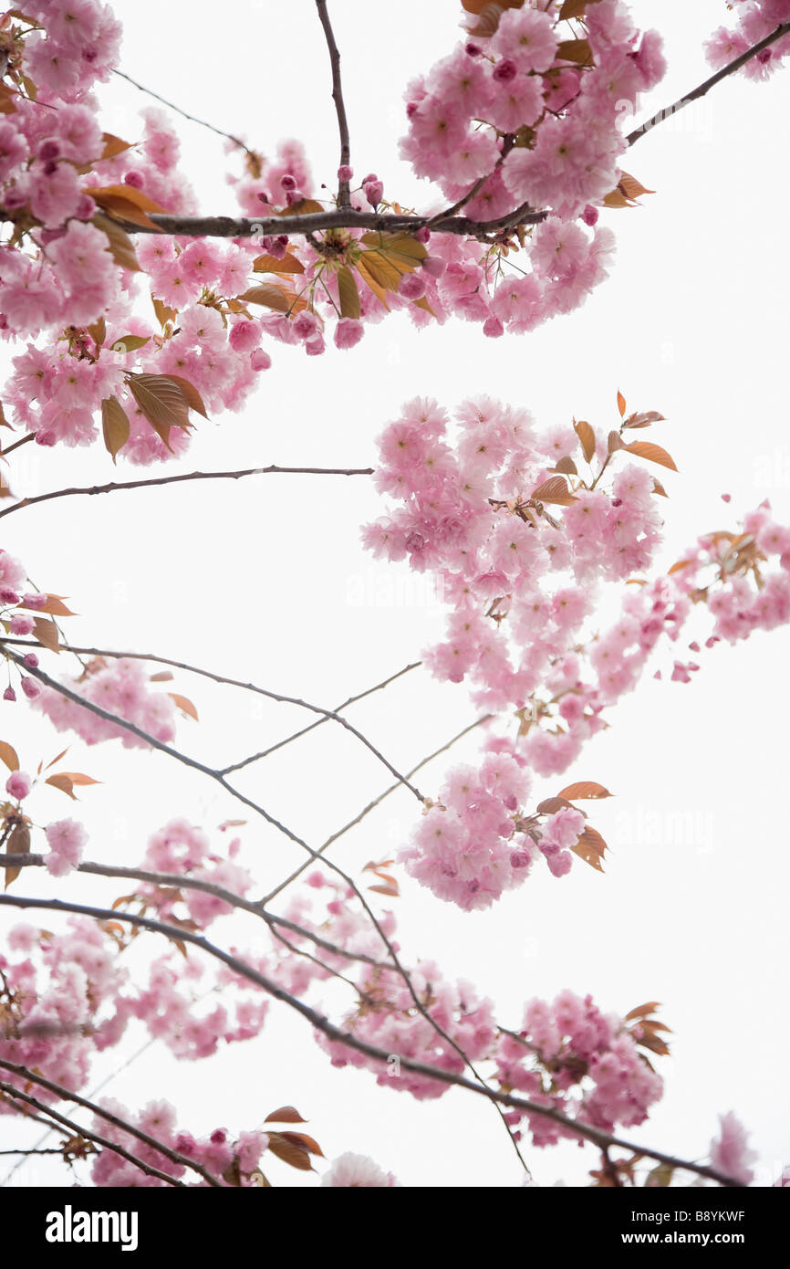 Blossomed tree branches hi-res stock photography and images - Alamy