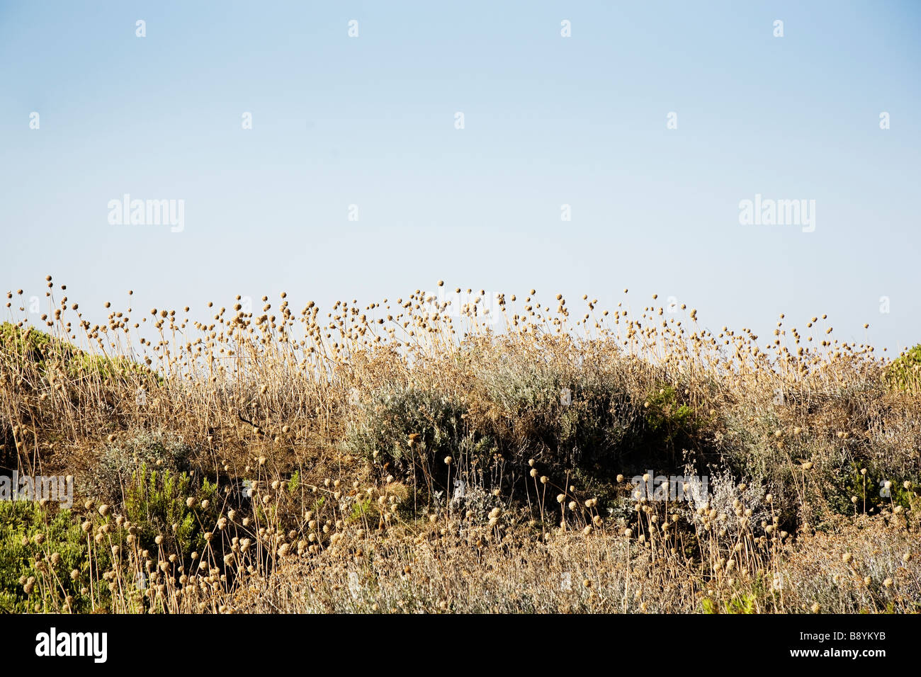 Flowers and grass in a meadow Greece Stock Photo - Alamy
