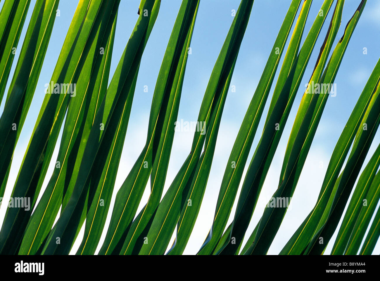 Palm leaf lining hi-res stock photography and images - Alamy