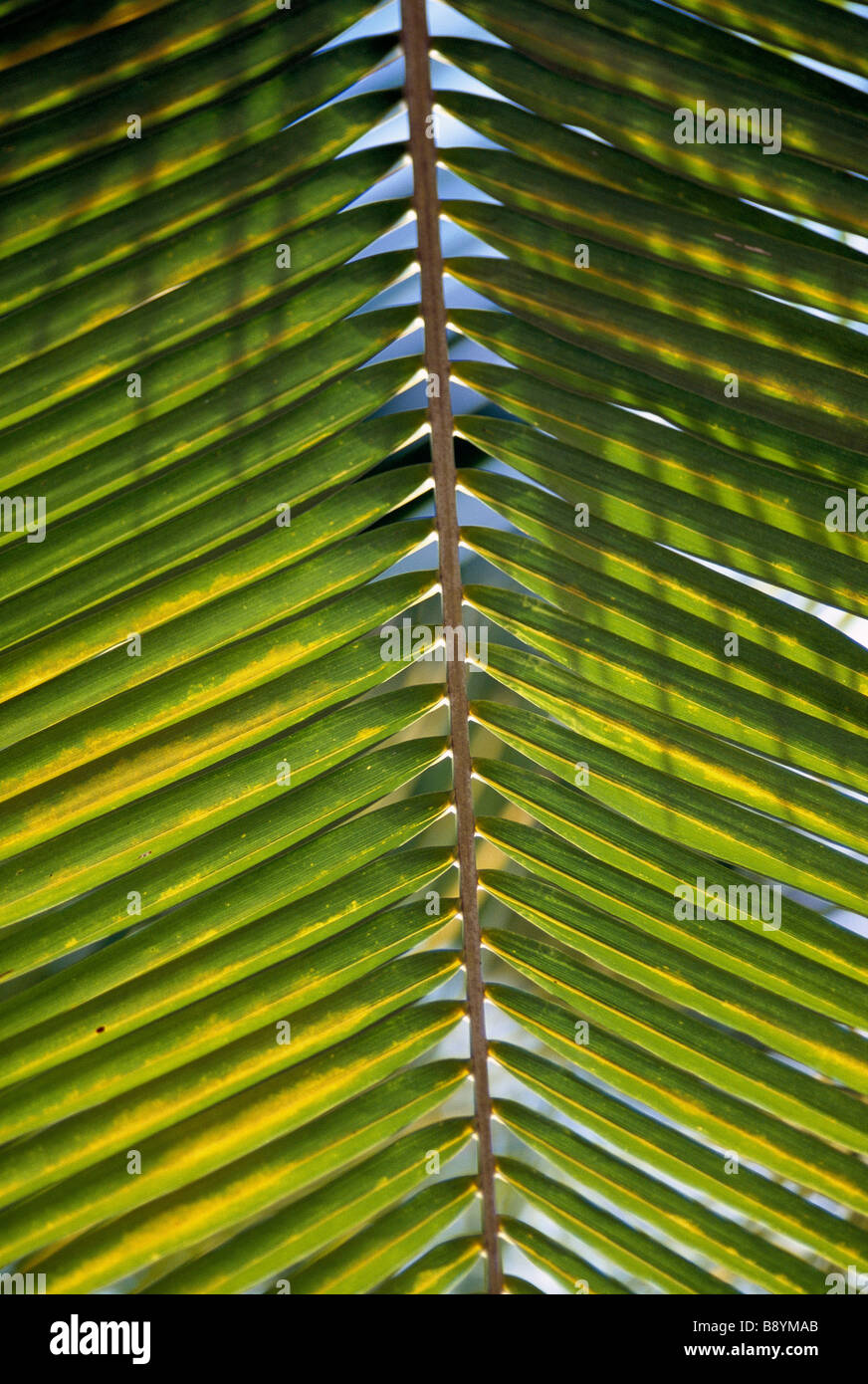 Palm leaf lining hi-res stock photography and images - Alamy