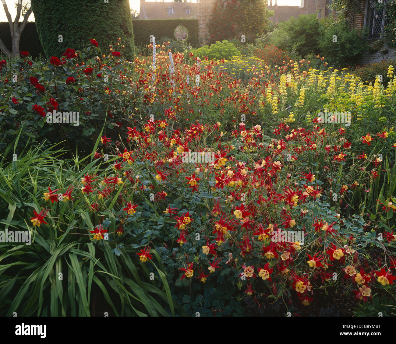 Cottage Garden, Aquilegia Canadensis hybrid and Rosa "Dusky Maiden ...