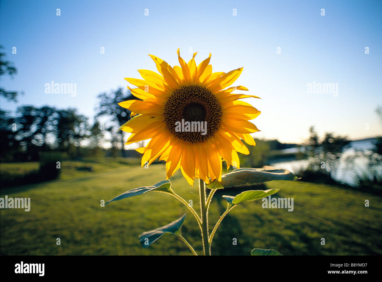 A sunflower in a garden Sweden Stock Photo - Alamy