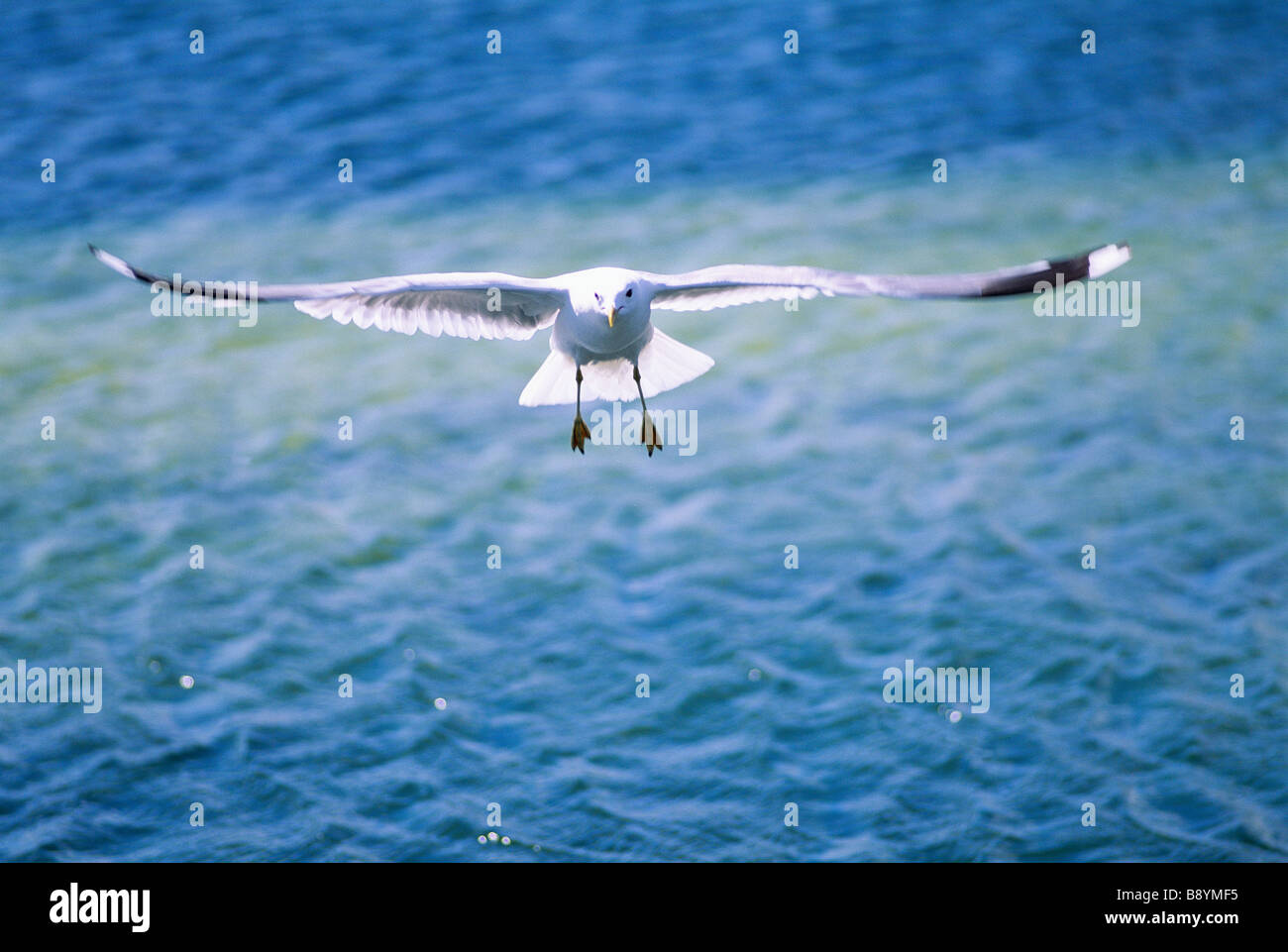Common gull flying by the sea Sweden Stock Photo - Alamy