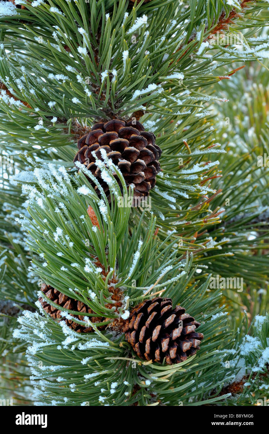 Vegetation cones hi-res stock photography and images - Alamy