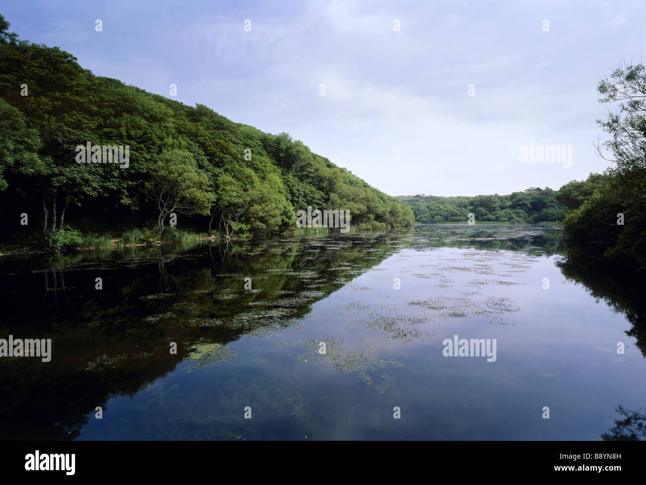 Tree lined ponds hi-res stock photography and images - Alamy