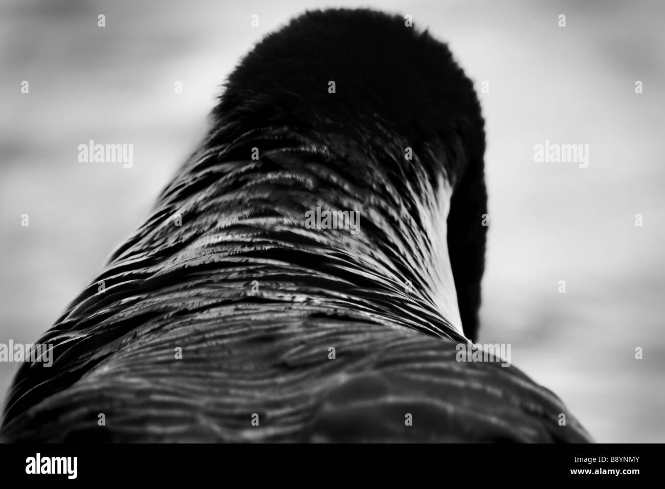 The back of a goose's head as it bends down Stock Photo - Alamy