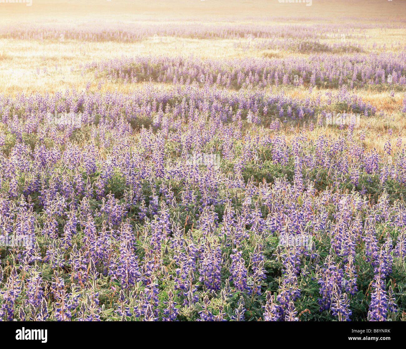 Texas Bluebonnets, Washington County, Texas Stock Photo - Alamy