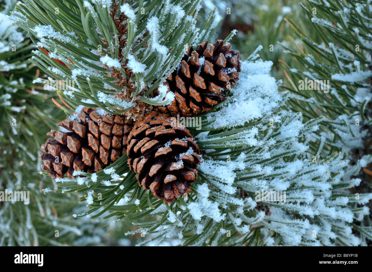 Vegetation cones hi-res stock photography and images - Alamy