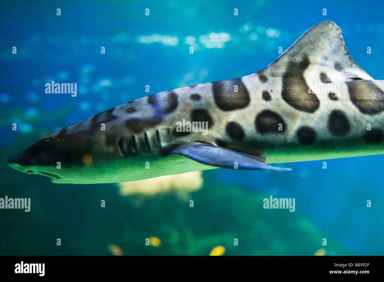 Selachimorpha hi-res stock photography and images - Alamy