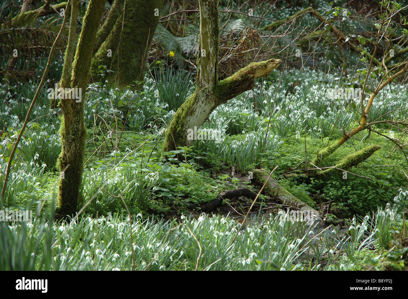 Snowdrops in ancient woodland Stock Photo - Alamy