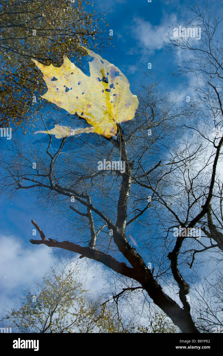 Leaves and reflection double exposure Stock Photo - Alamy