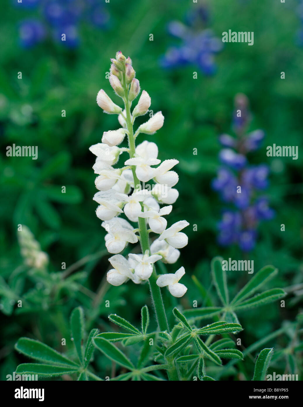white Texas Bluebonnet, Lupinus texensis, Washington County, Texas ...