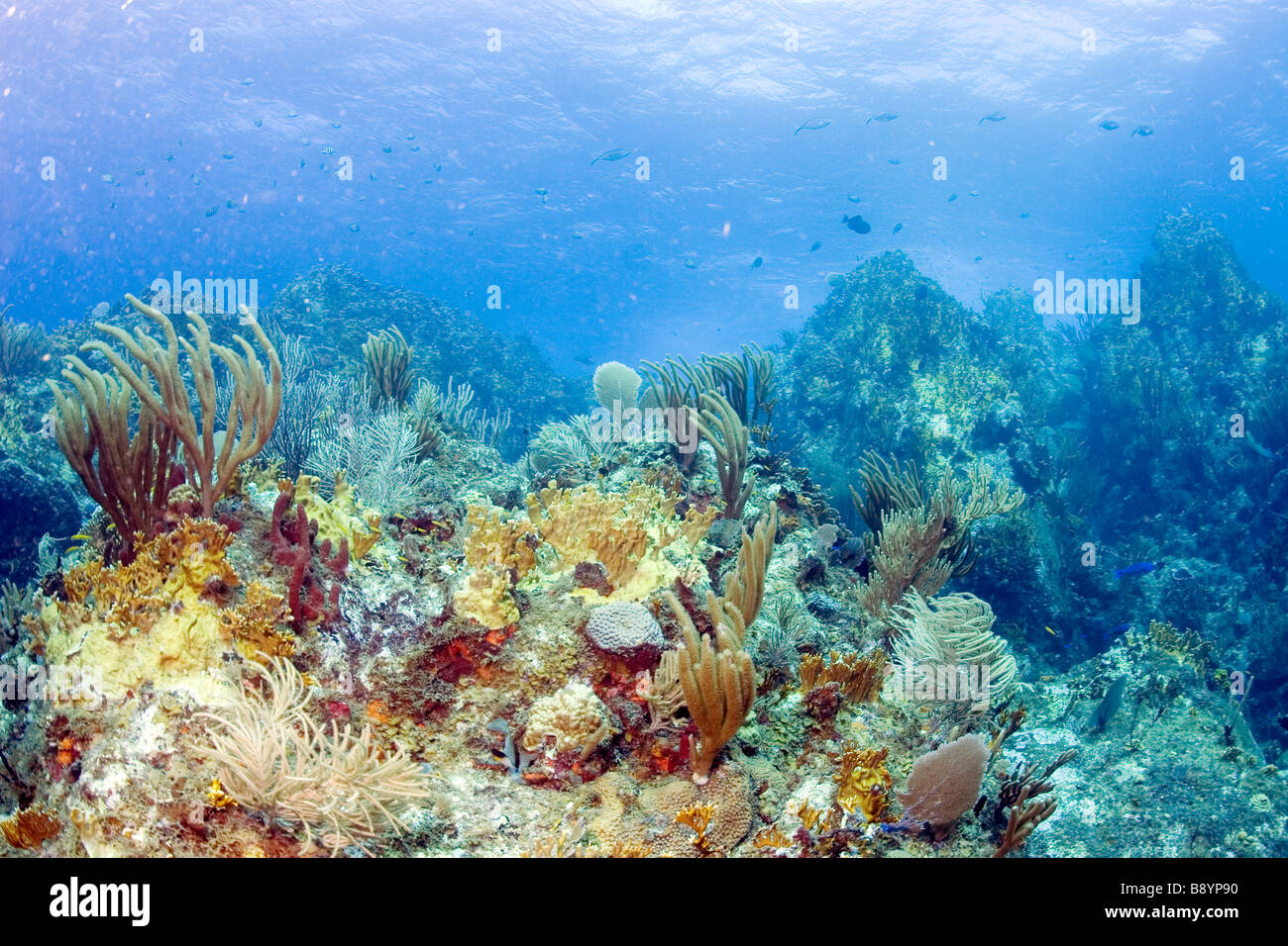 Coral reef in the waters of the Caribbean isle Tortola in the British ...