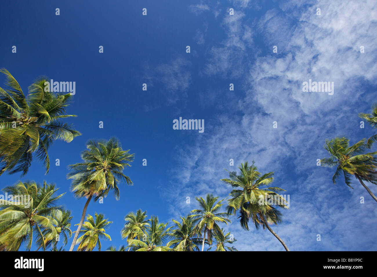 Young coconut in a tree, Barbados, "West Indies Stock Photo - Alamy