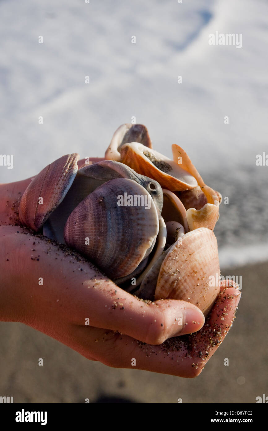 Dead seashells hi-res stock photography and images - Alamy