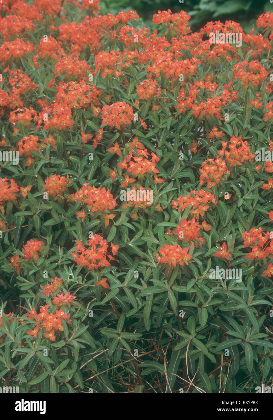 Euphorbia griffithii 'Fireglow' in spring garden Stock Photo - Alamy
