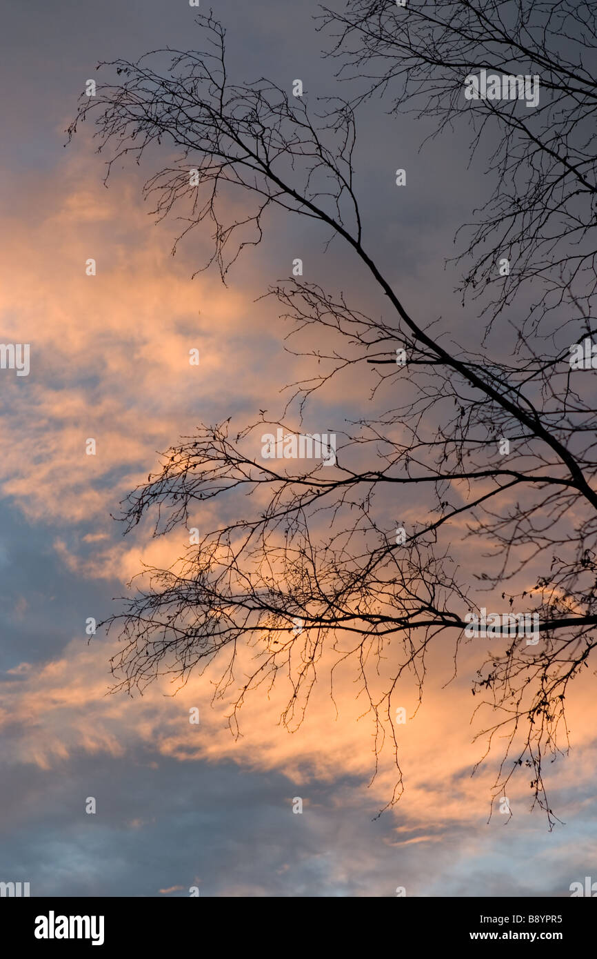 Sunset behind a leafless tree branch Stock Photo - Alamy
