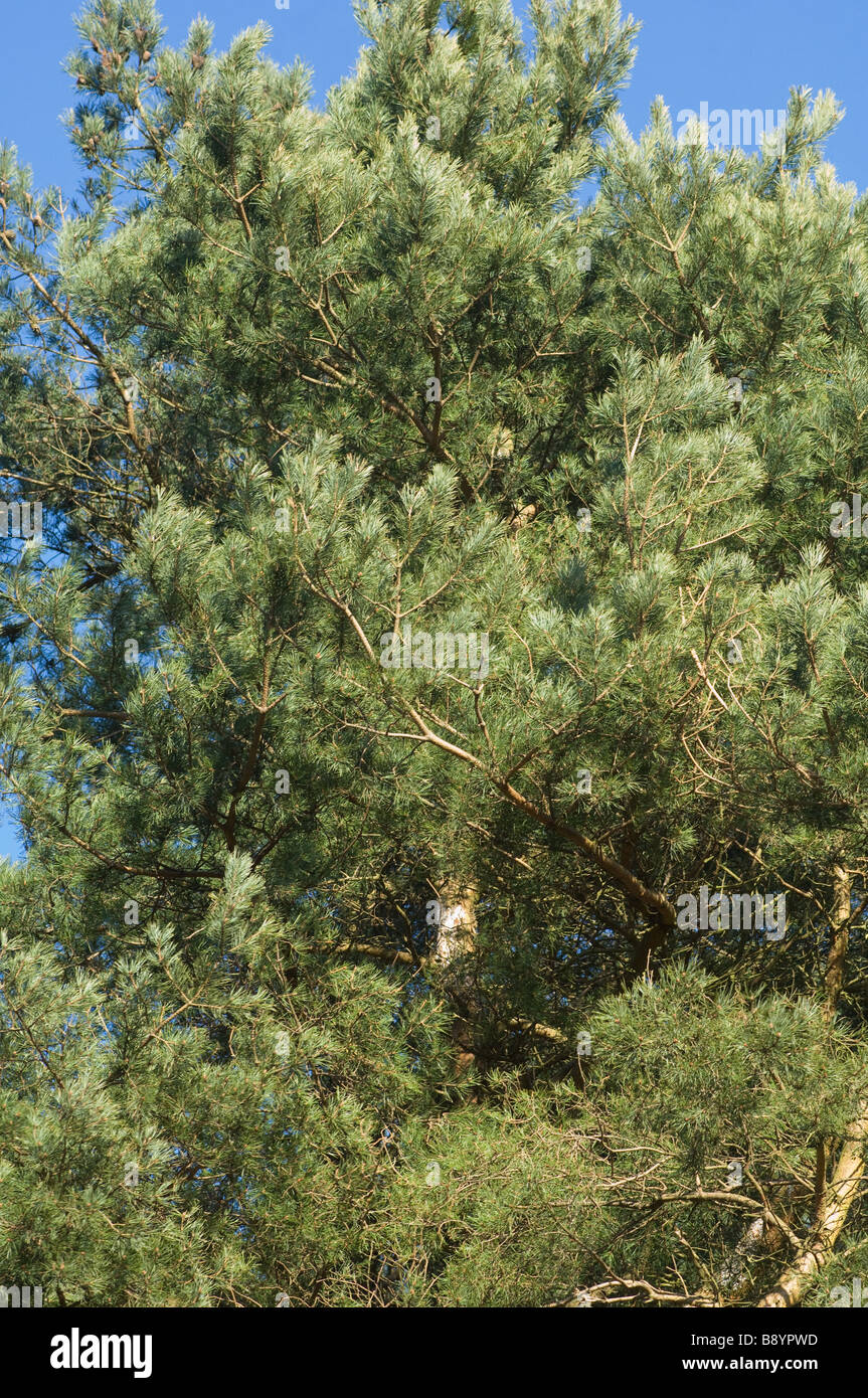 Scots pine tree hi-res stock photography and images - Alamy