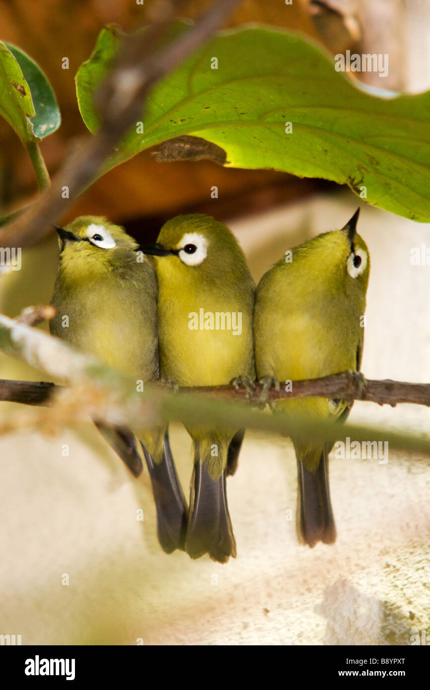 Three white-eyes on a tree Stock Photo - Alamy