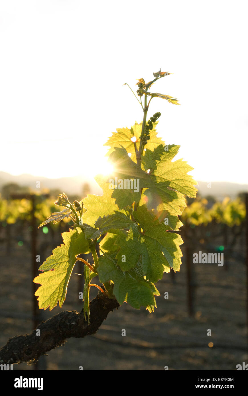 wine vineyard crop Stock Photo - Alamy