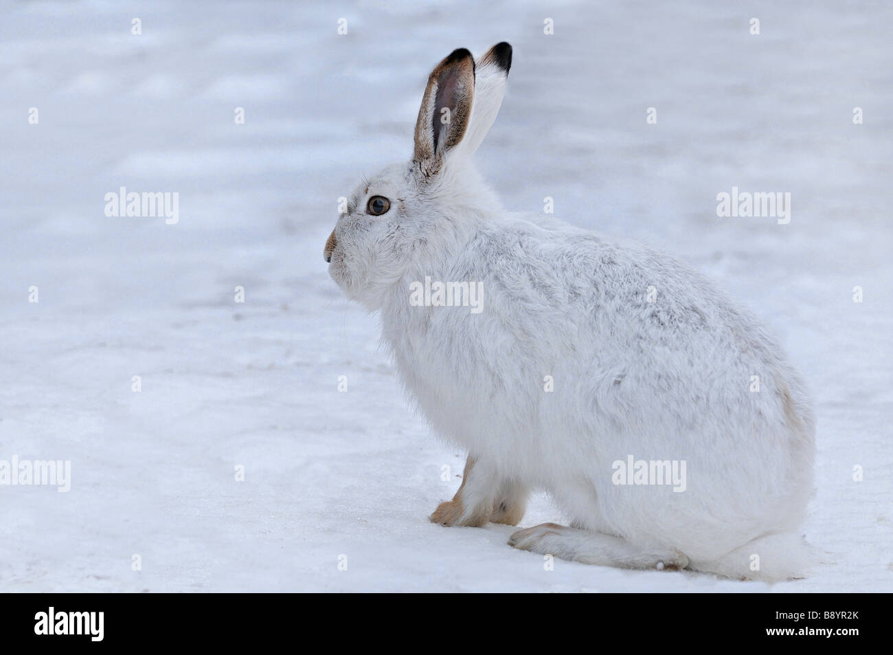 White tailed jackrabbit snow winter hi-res stock photography and images ...