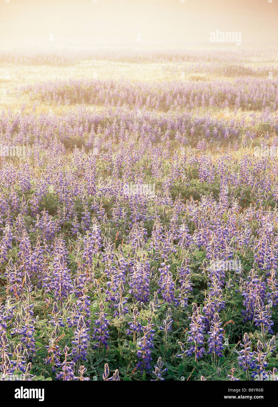 Texas Bluebonnets, Washington County, Texas Stock Photo - Alamy