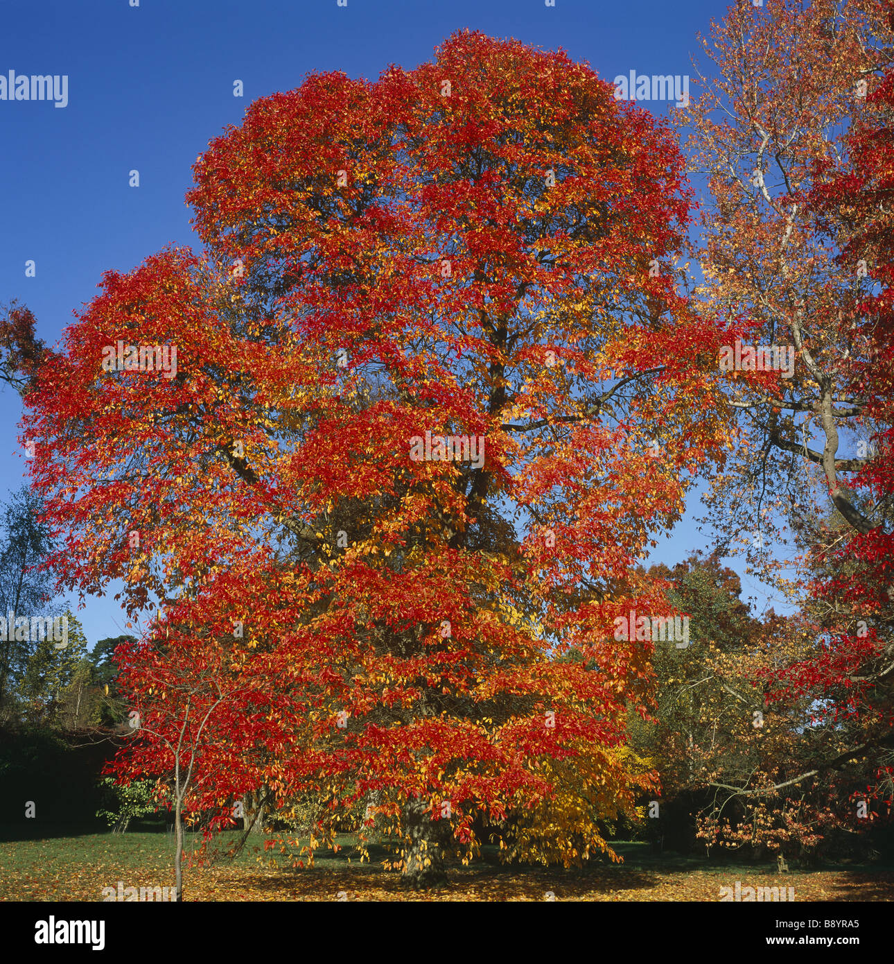 A crimson coloured Nyssa Sylvatica tree set against a brilliant blue ...