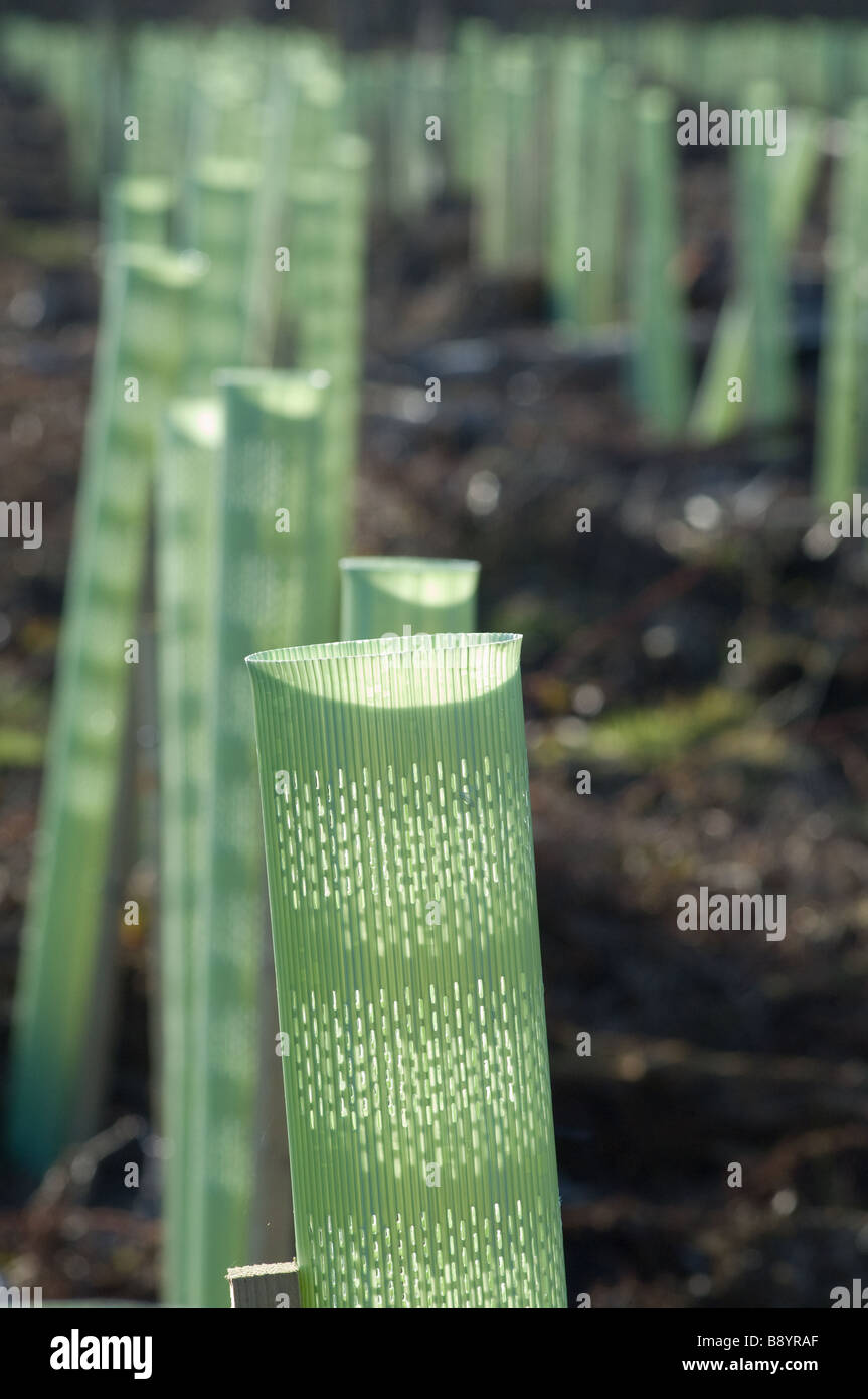 Tree guards uk hi-res stock photography and images - Alamy