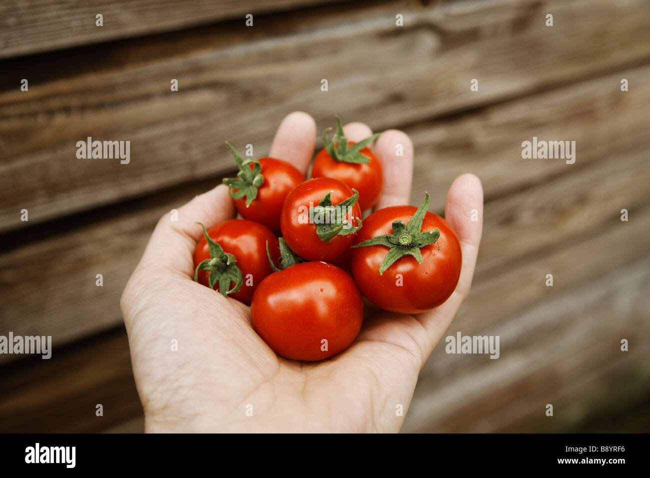 Hand picked tomatoes hi-res stock photography and images - Alamy