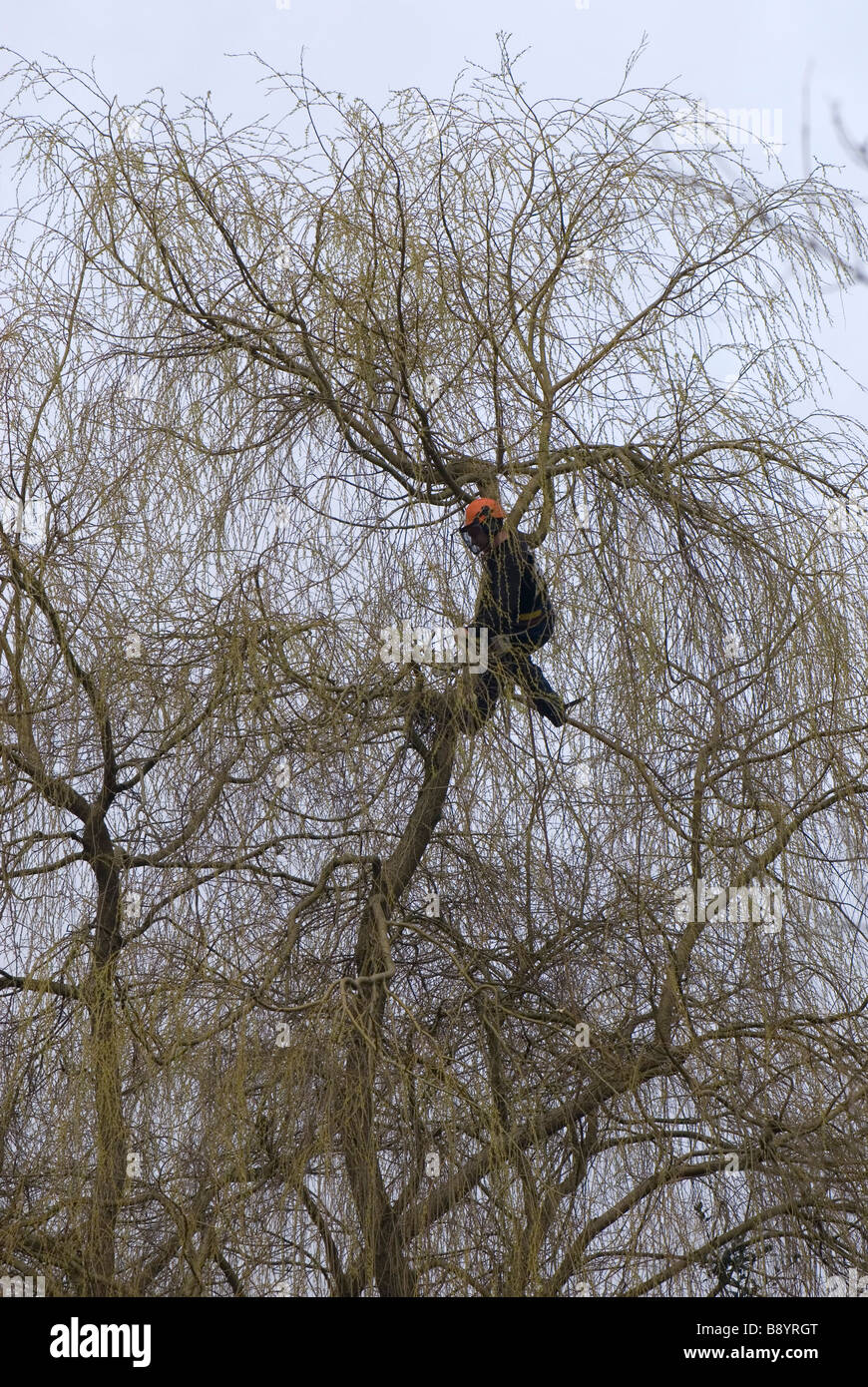 Tree surgeon pruning weeping willow hi-res stock photography and images ...