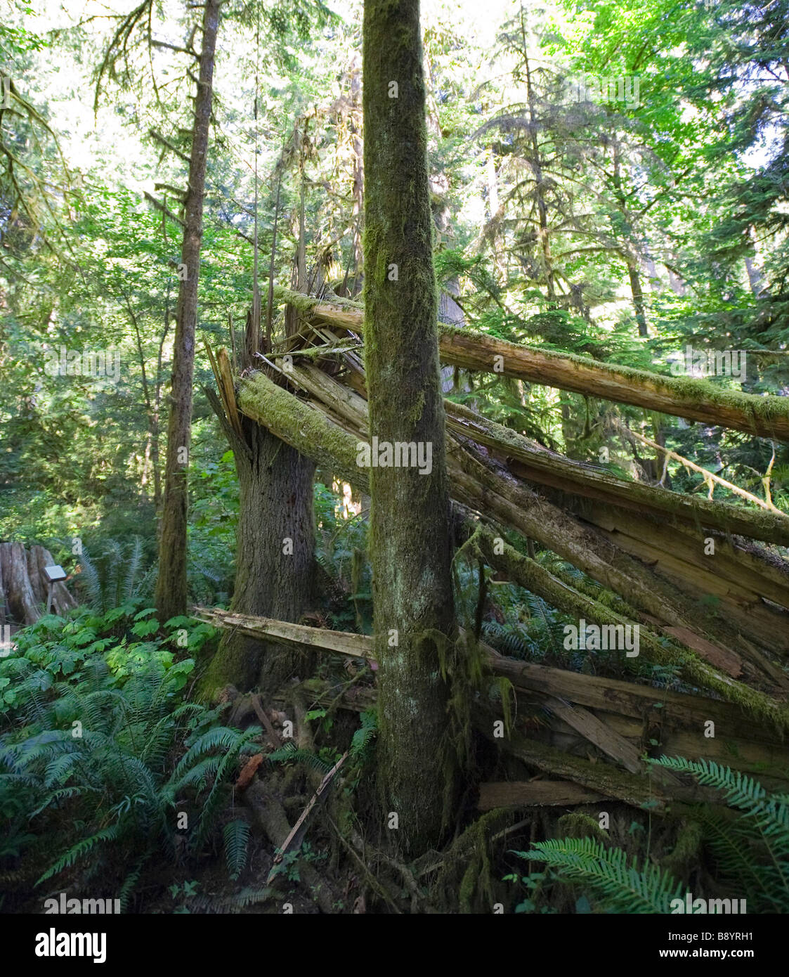 Giant douglas fir tree pseudotsuga hi-res stock photography and images ...