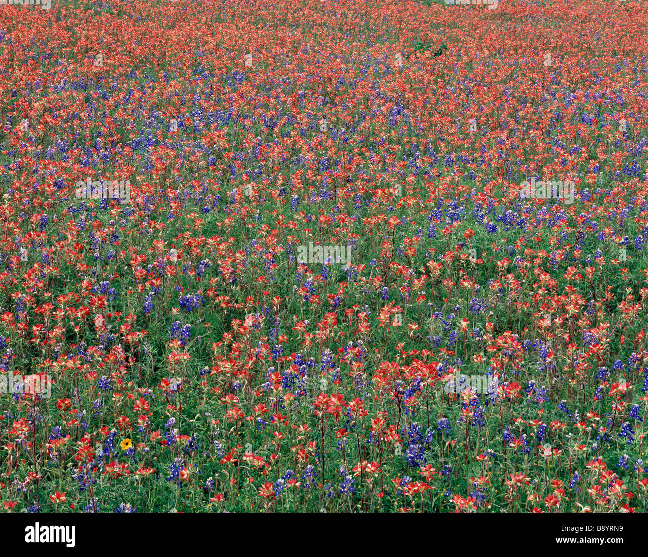 Texas Bluebonnets and Indian Paintbrush, Washington County, Texas Stock ...