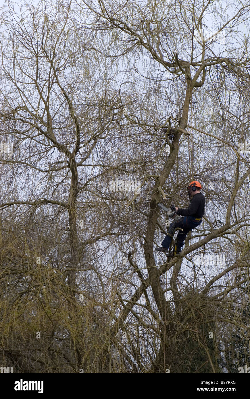 Tree surgeon pruning weeping willow hi-res stock photography and images ...