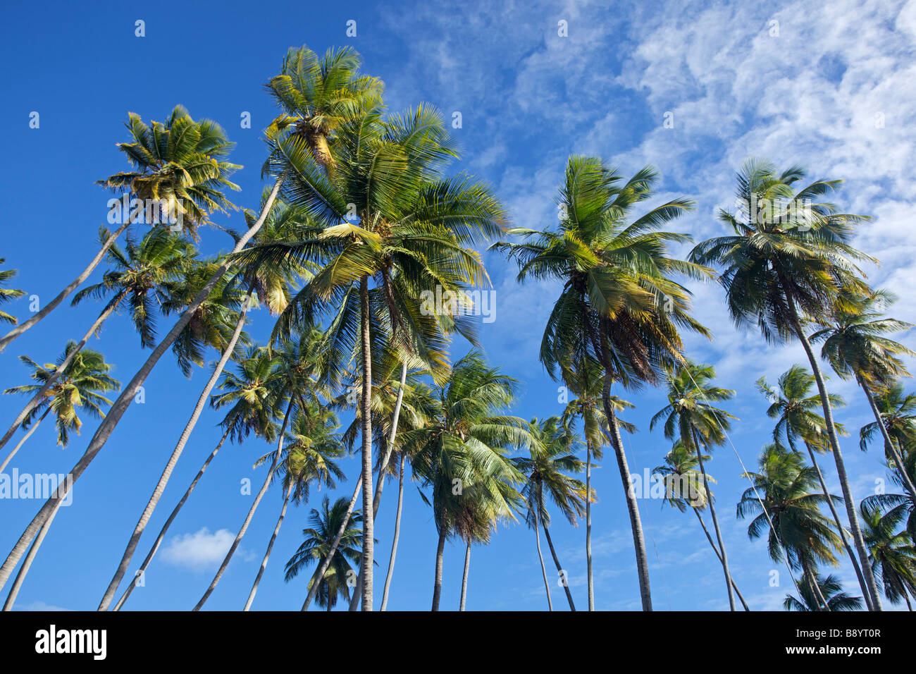 Coconut tree flowering hi-res stock photography and images - Alamy