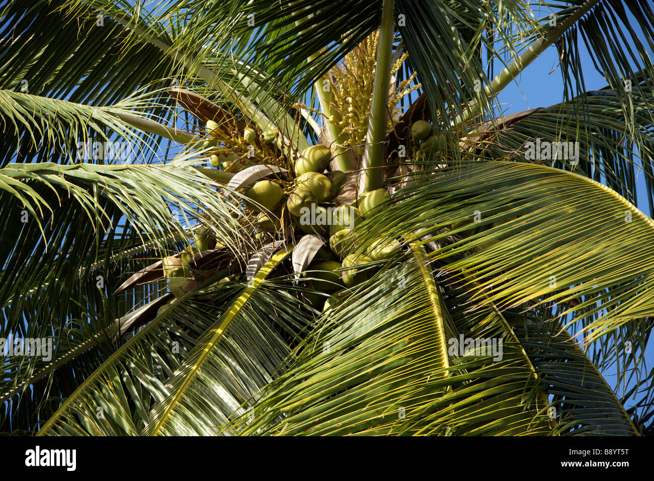 Barbados coconut tree hi-res stock photography and images - Alamy