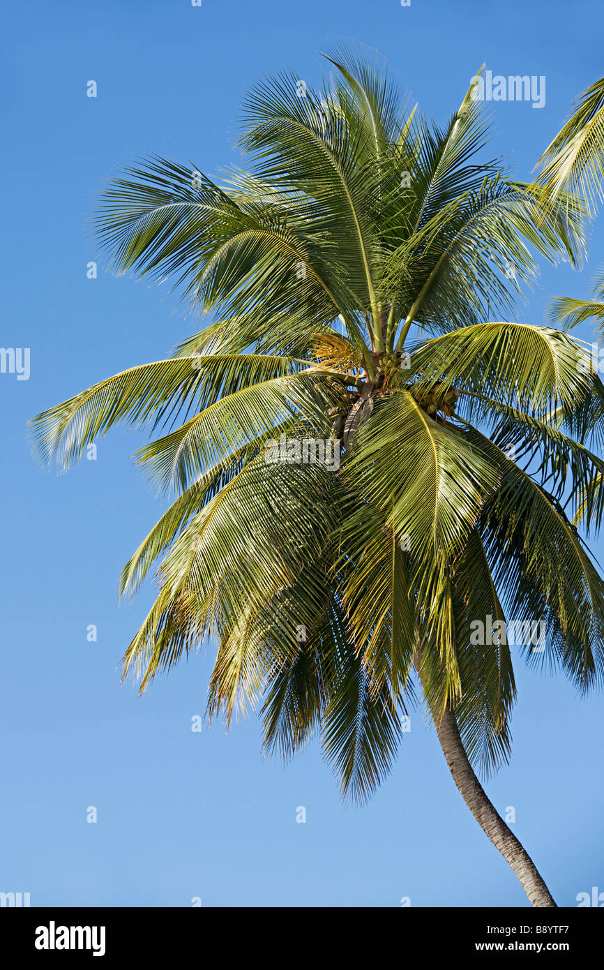 Barbados coconut tree hi-res stock photography and images - Alamy