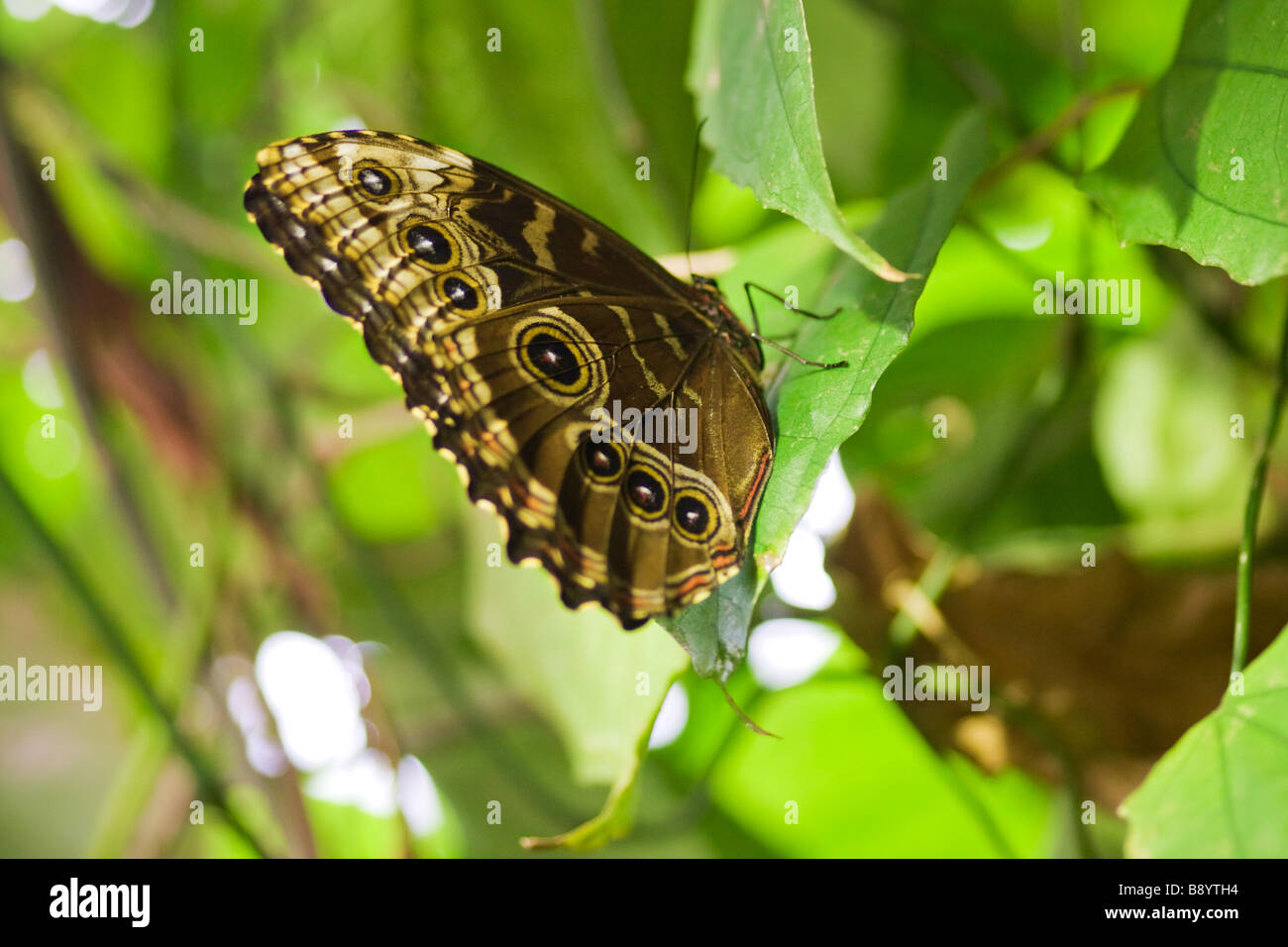 Blue Morpho Butterfly - resting showing underside of wing Stock Photo ...
