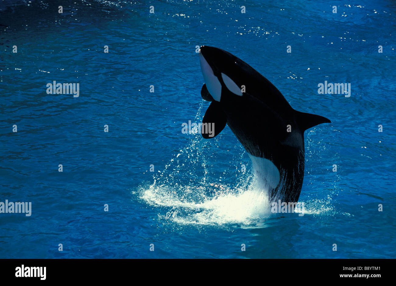Killerwhales Orcinus orca sea aquarium usa adult animal animal in ...