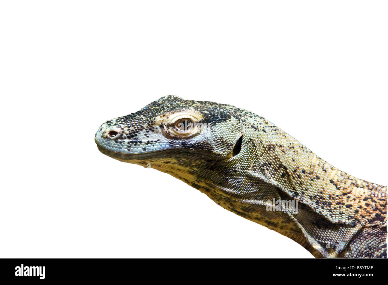 Komodo dragon hi-res stock photography and images - Alamy