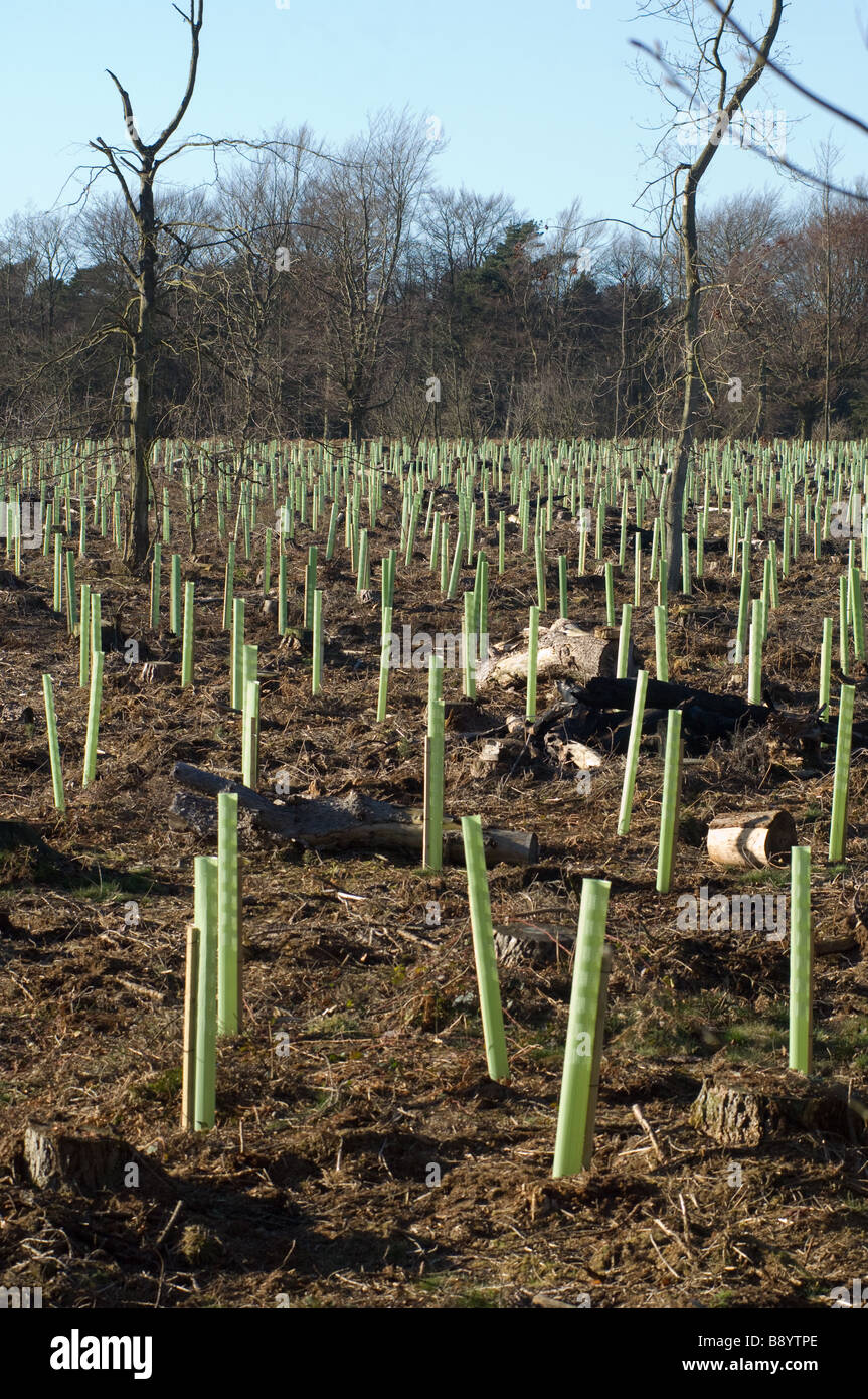 Tree guard hi-res stock photography and images - Alamy