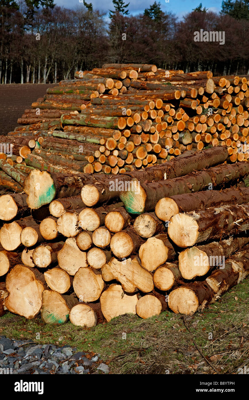 Piles of conifer timber logs, Perthshire, Scotland, UK, Europe Stock ...