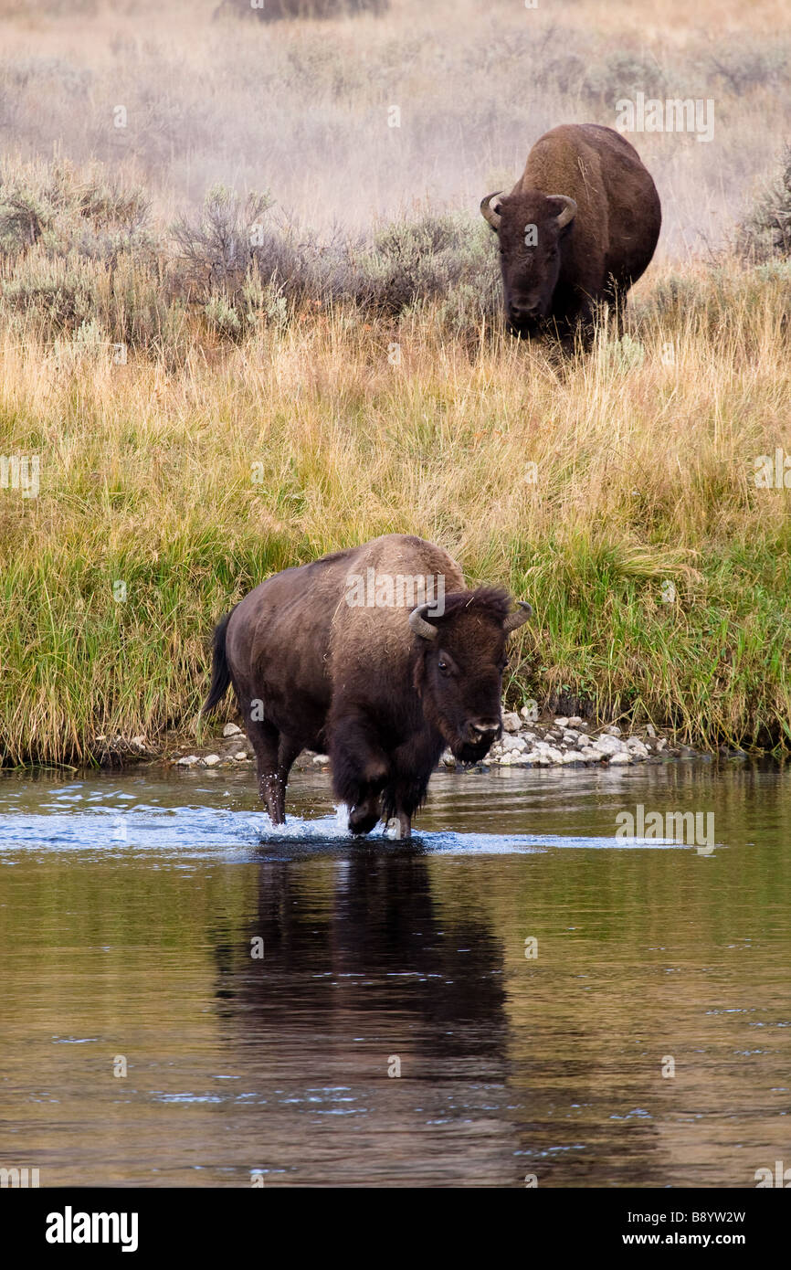 Herd bison swim yellowstone river hi-res stock photography and images ...