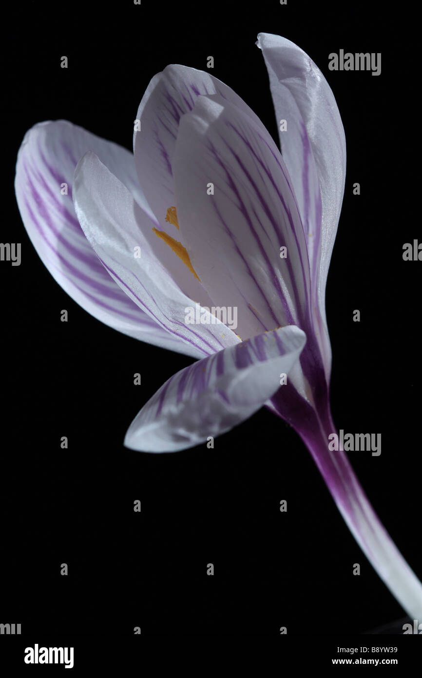 Crocus Flower Close Up Stock Photo - Alamy
