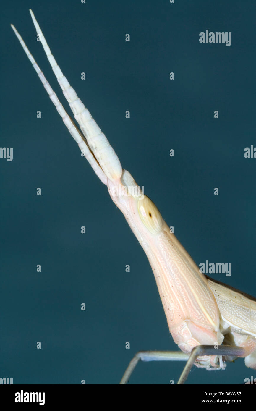 Nasuta hi-res stock photography and images - Alamy