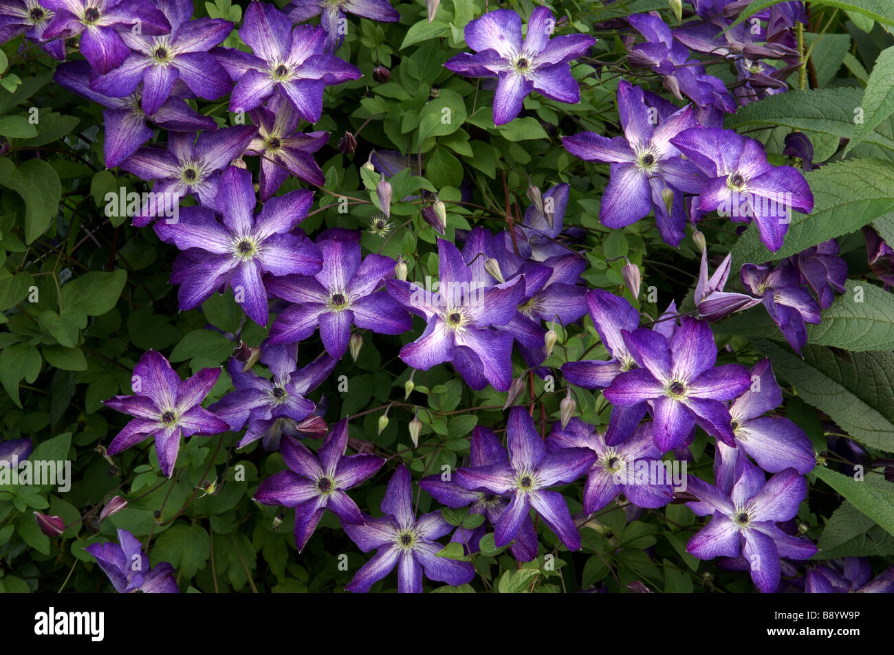 Clematis viticella Voluceau flowering in July at Sissinghurst Castle ...