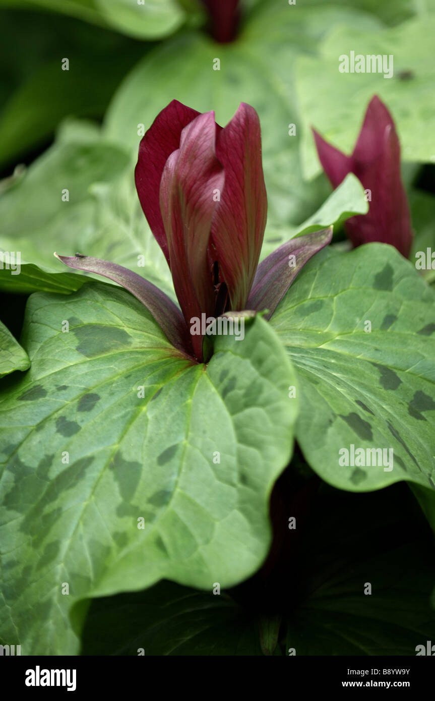 Trillium sessile plant hi-res stock photography and images - Alamy