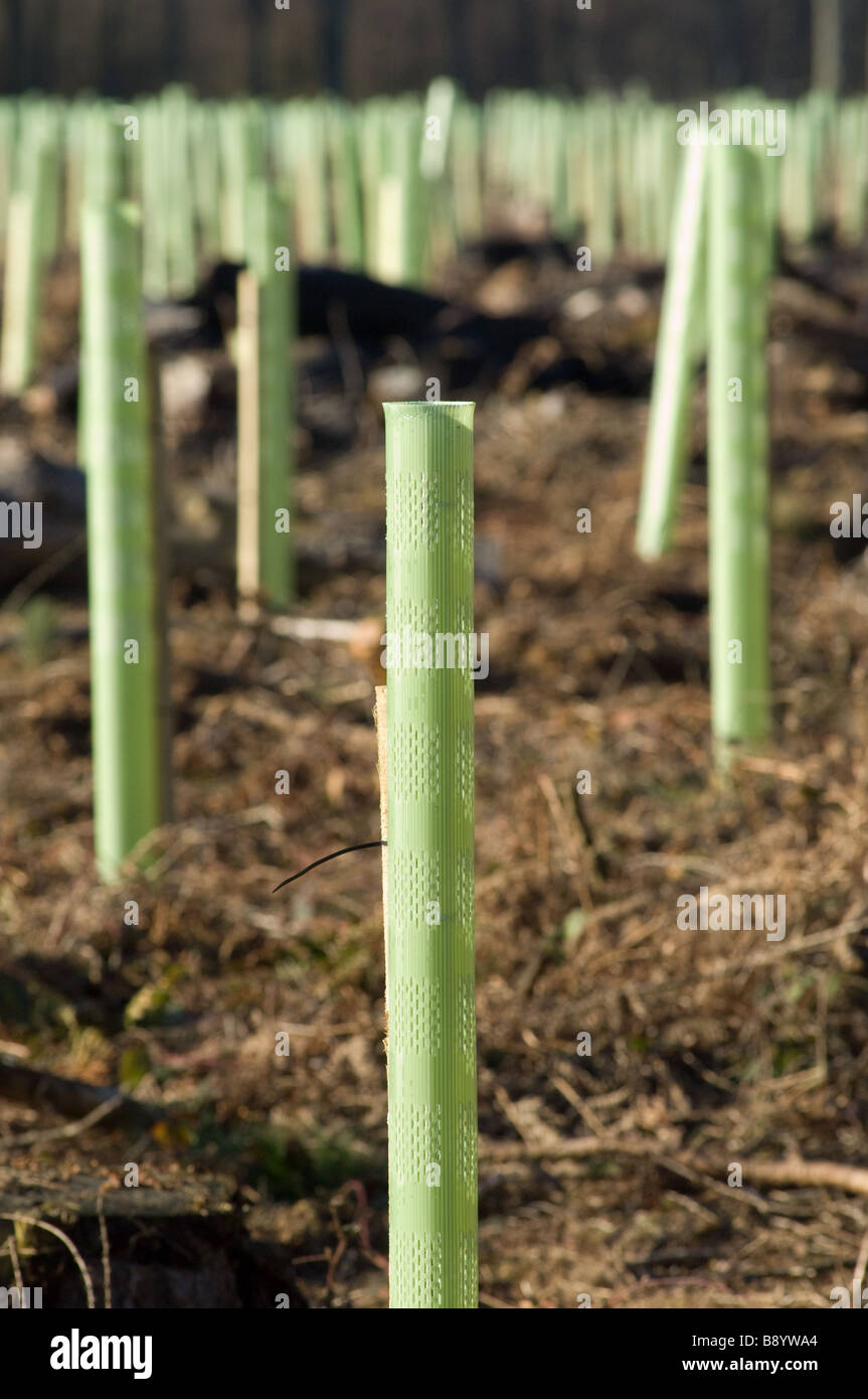 Protecting saplings hi-res stock photography and images - Alamy