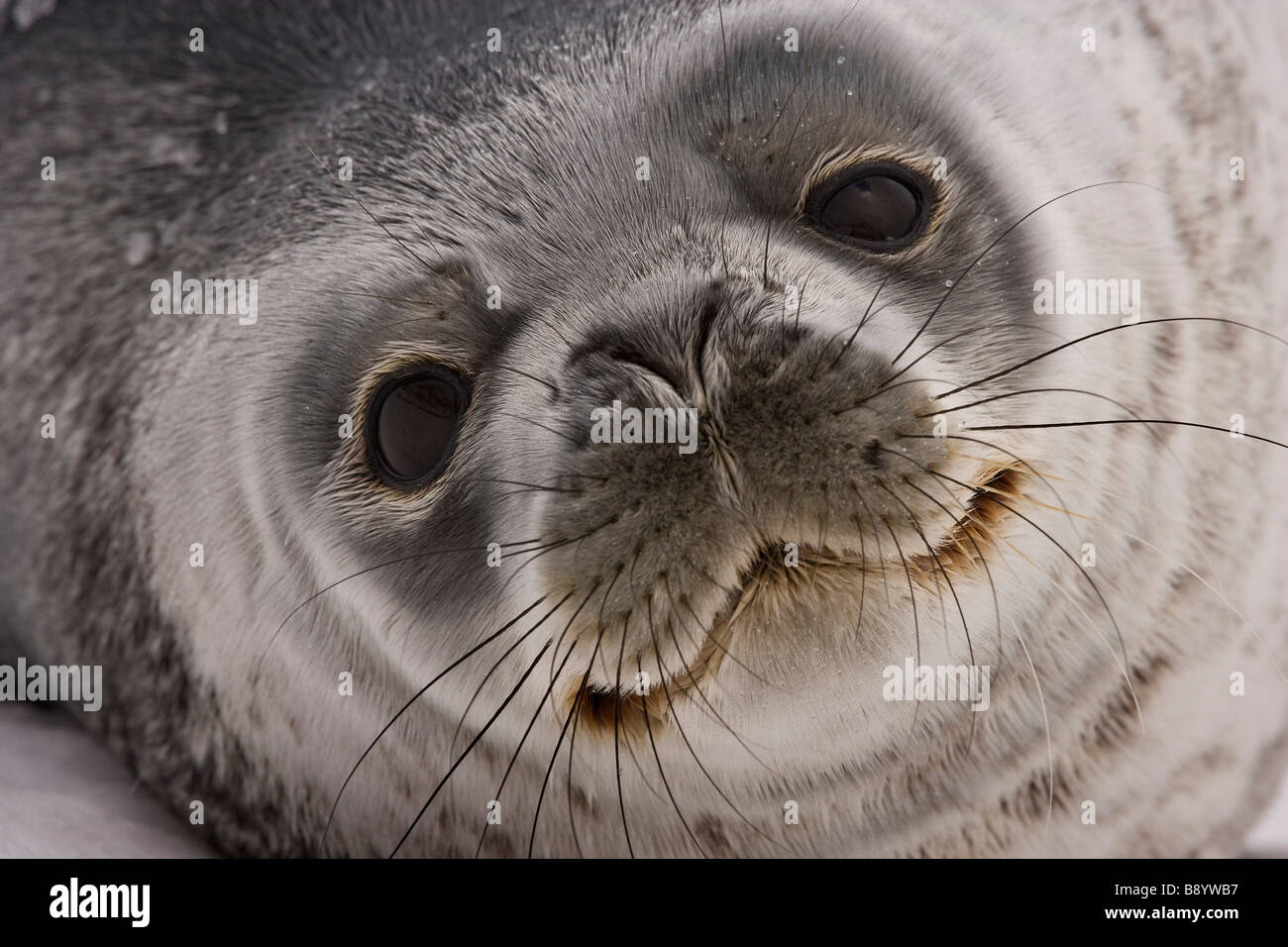 Seal face close up hi-res stock photography and images - Alamy