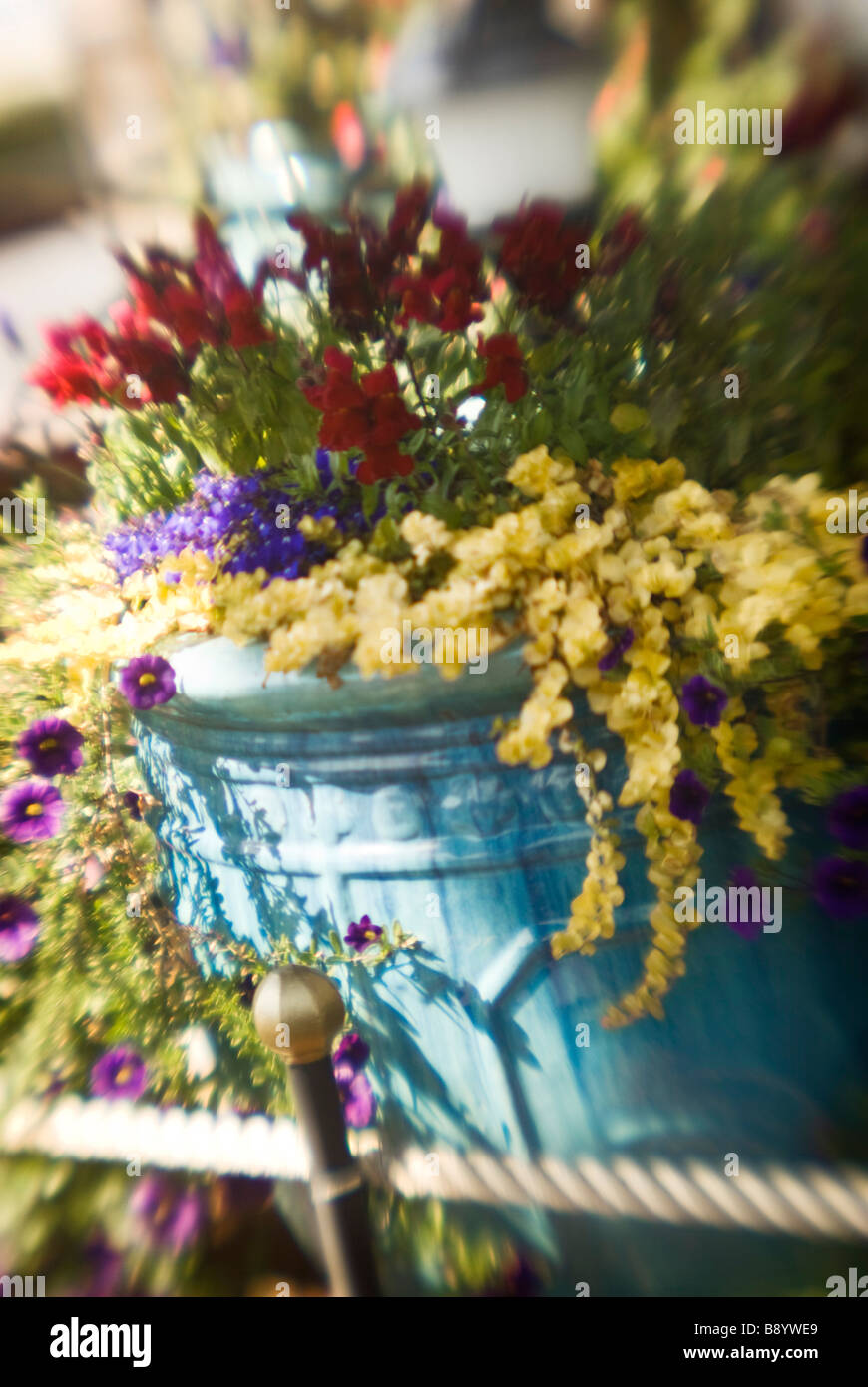 Wild flowers growing in container hi-res stock photography and images ...