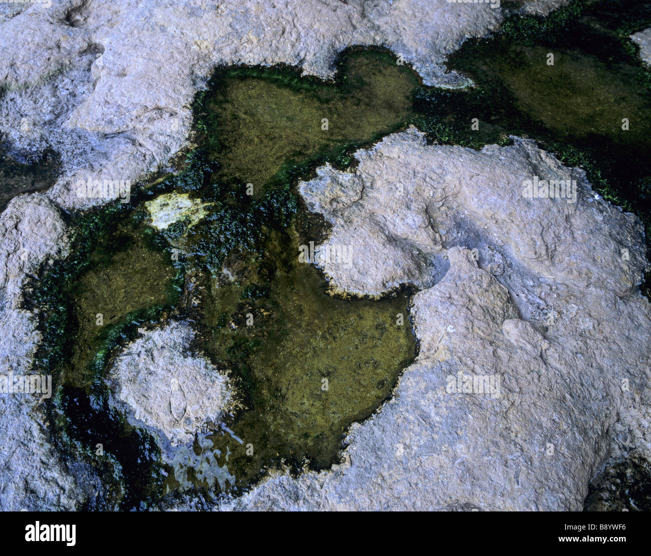 Dancing algae hi-res stock photography and images - Alamy